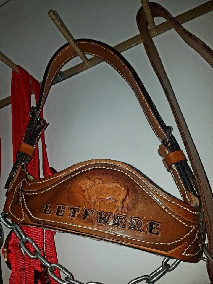 Putting Halter On Cow at Hector Dwight blog