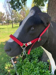 Show Cattle Halters – The Halter Company